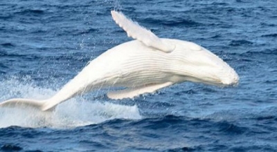 უიშვიათესი თეთრი ვეშაპი ავსტრალიის სანაპიროებთან - პალიტრა ვიდეო