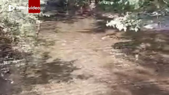 “ნახეთ, რას ვხედავ... მდინარეში ბინადრობს საქართველოს წითელი ნუსხით ...
