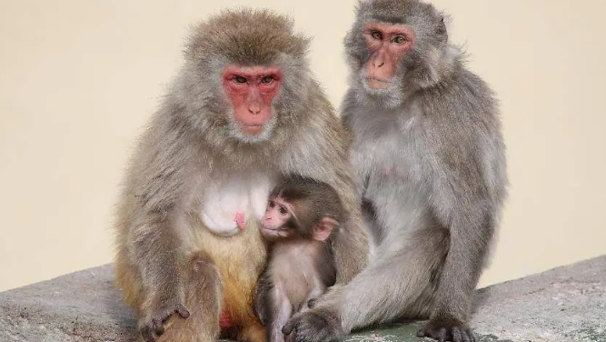 ბათუმის ზოოკუთხეში მაიმუნმა პატარა მაიმუნი მოკლა - რას ყვებიან ...